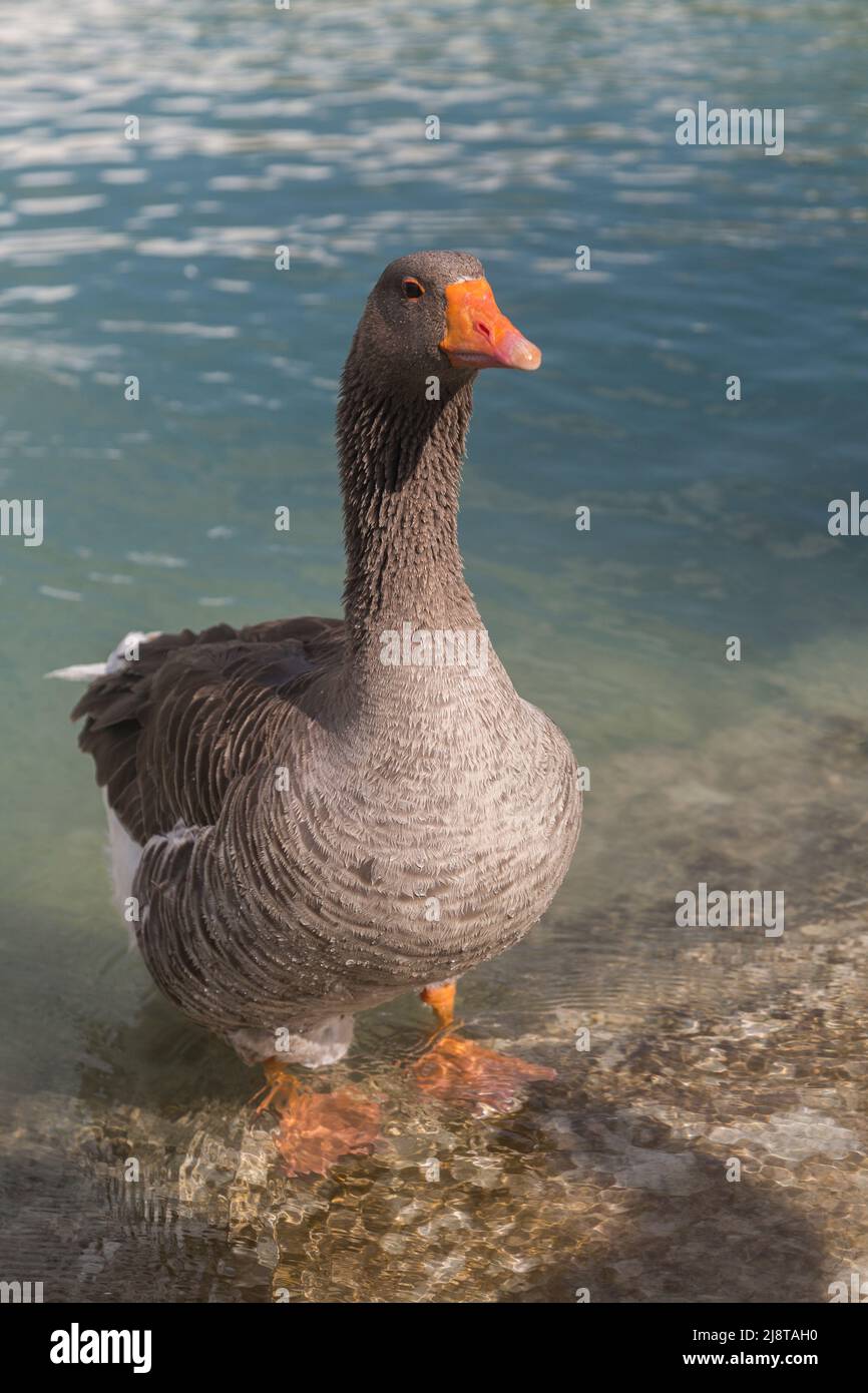 Waterfowl family anatidae hi-res stock photography and images - Alamy
