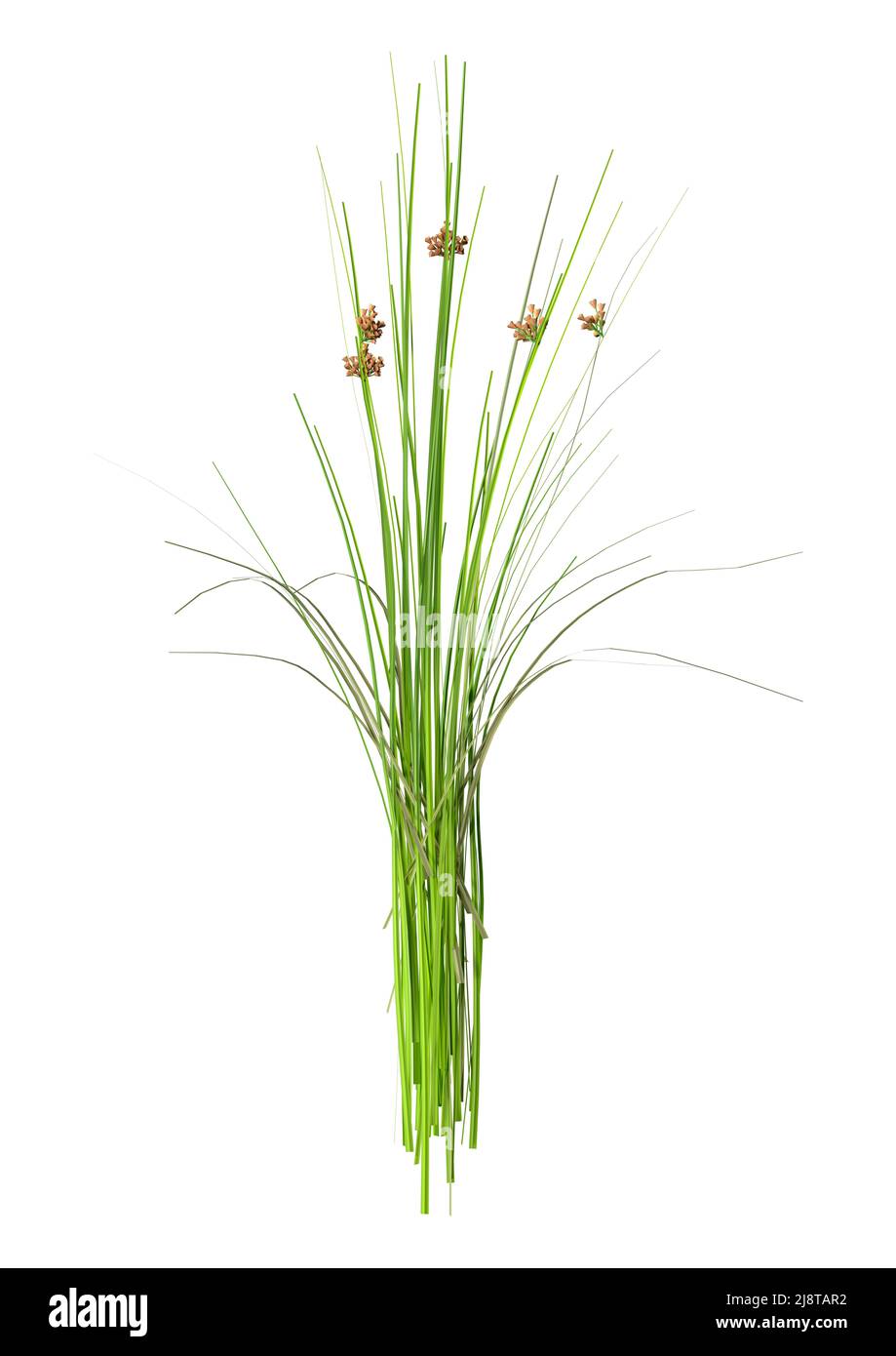 3D rendering of a common rush plant or Juncus effusus isolated on white ...