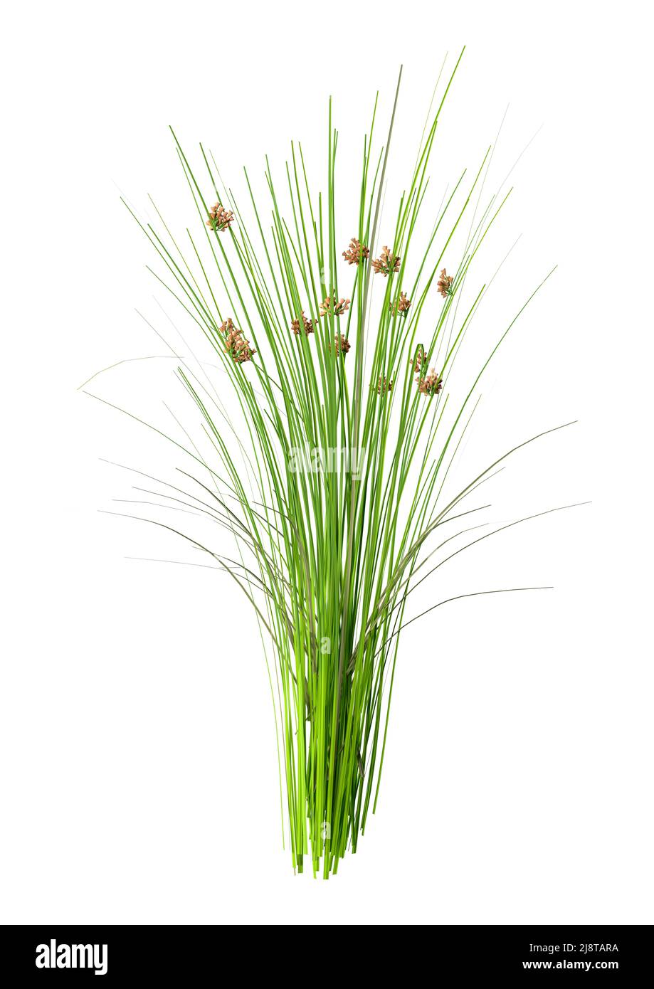 3D rendering of a common rush plant or Juncus effusus isolated on white ...