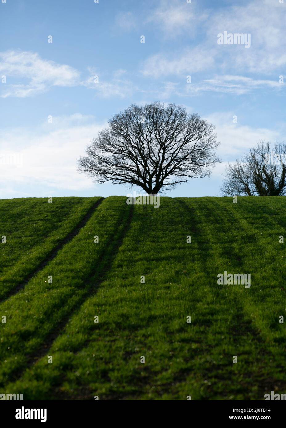 A tree rising above the fields on the walk from Coxwold to the White ...