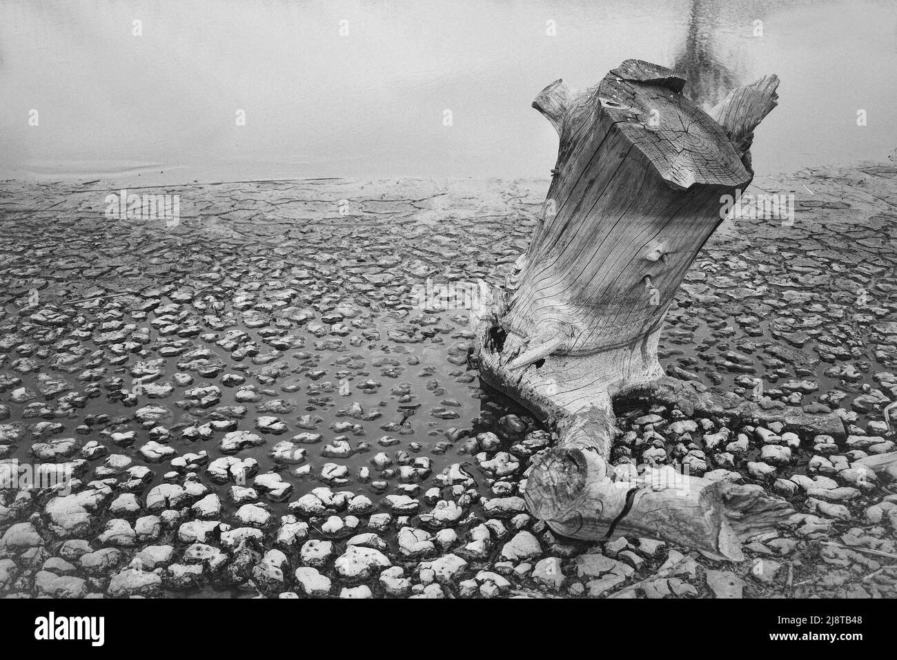 White stump hi-res stock photography and images - Alamy