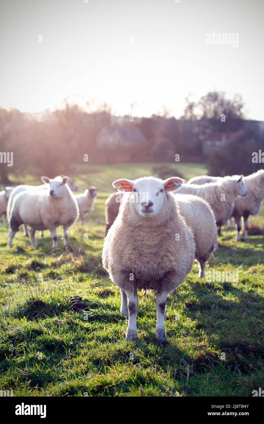 Yo sheep hi-res stock photography and images - Alamy