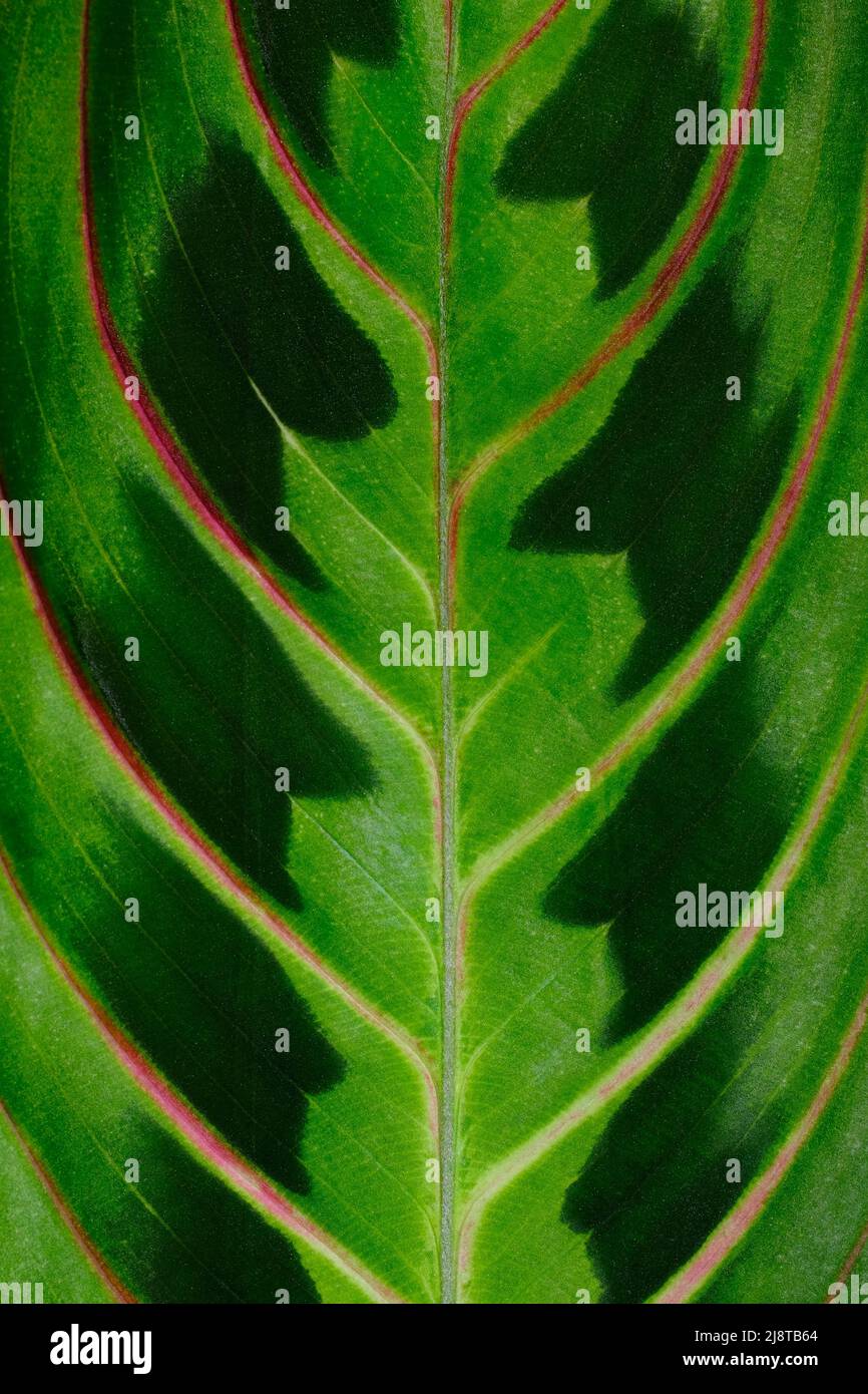Prayer plant, macro view. Maranta flower background. Green leaf with ...