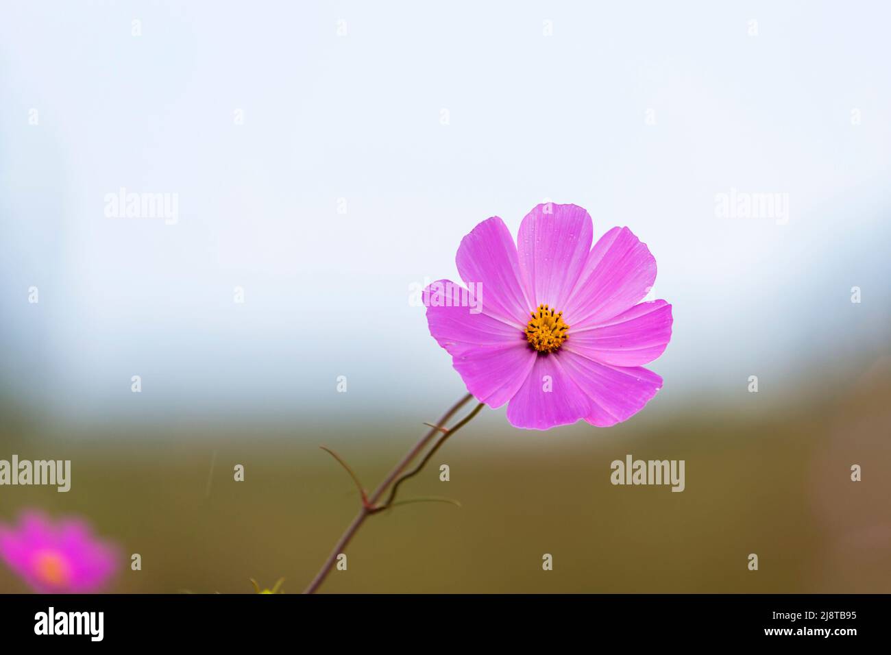Single purple cosmos flower Soth Africa Stock Photo - Alamy