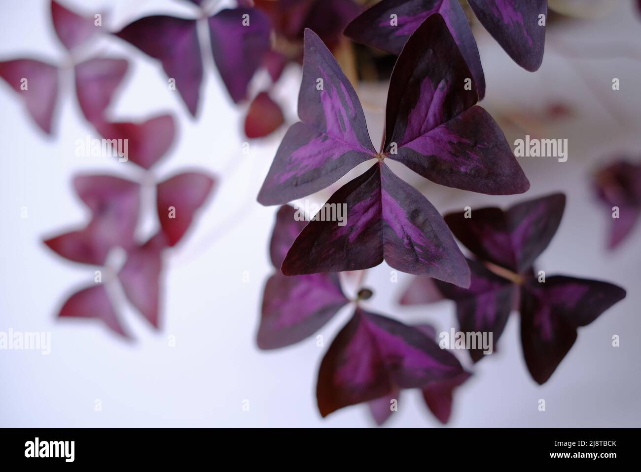 False shamrock plant on white background. Beautiful South American ...
