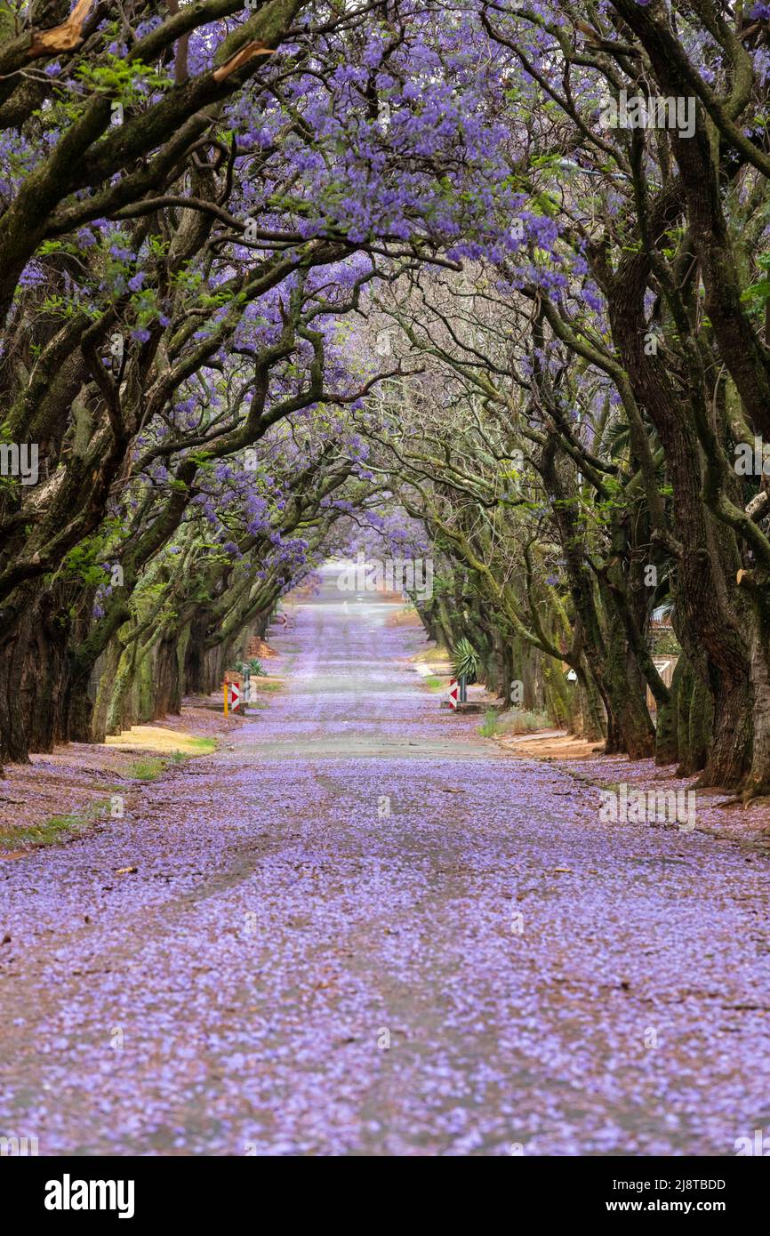Purple jacaranda flowers in the road and on the trees South Africa ...