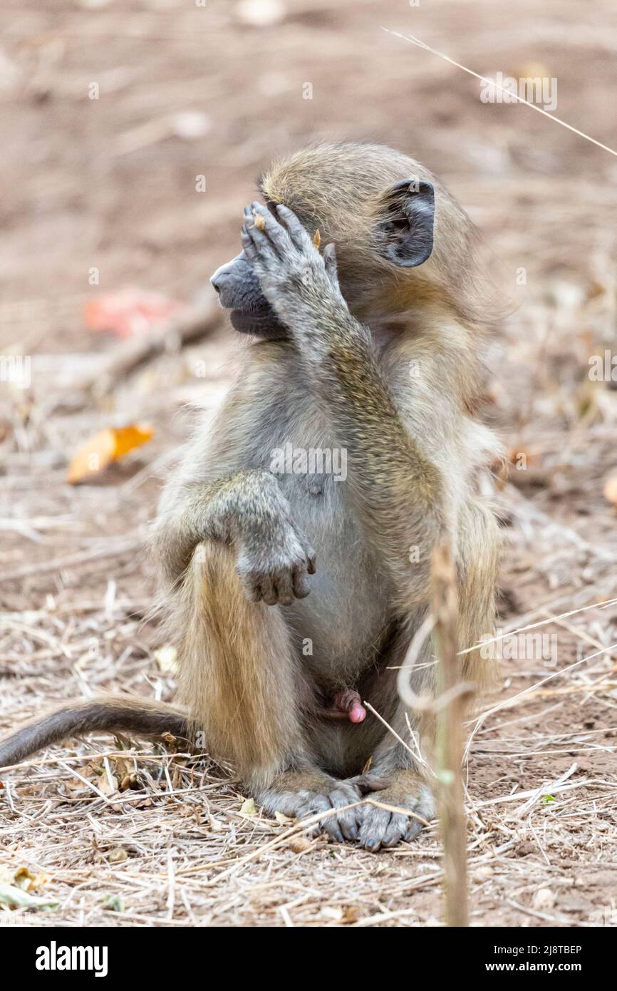 Baboon legs hi-res stock photography and images - Alamy