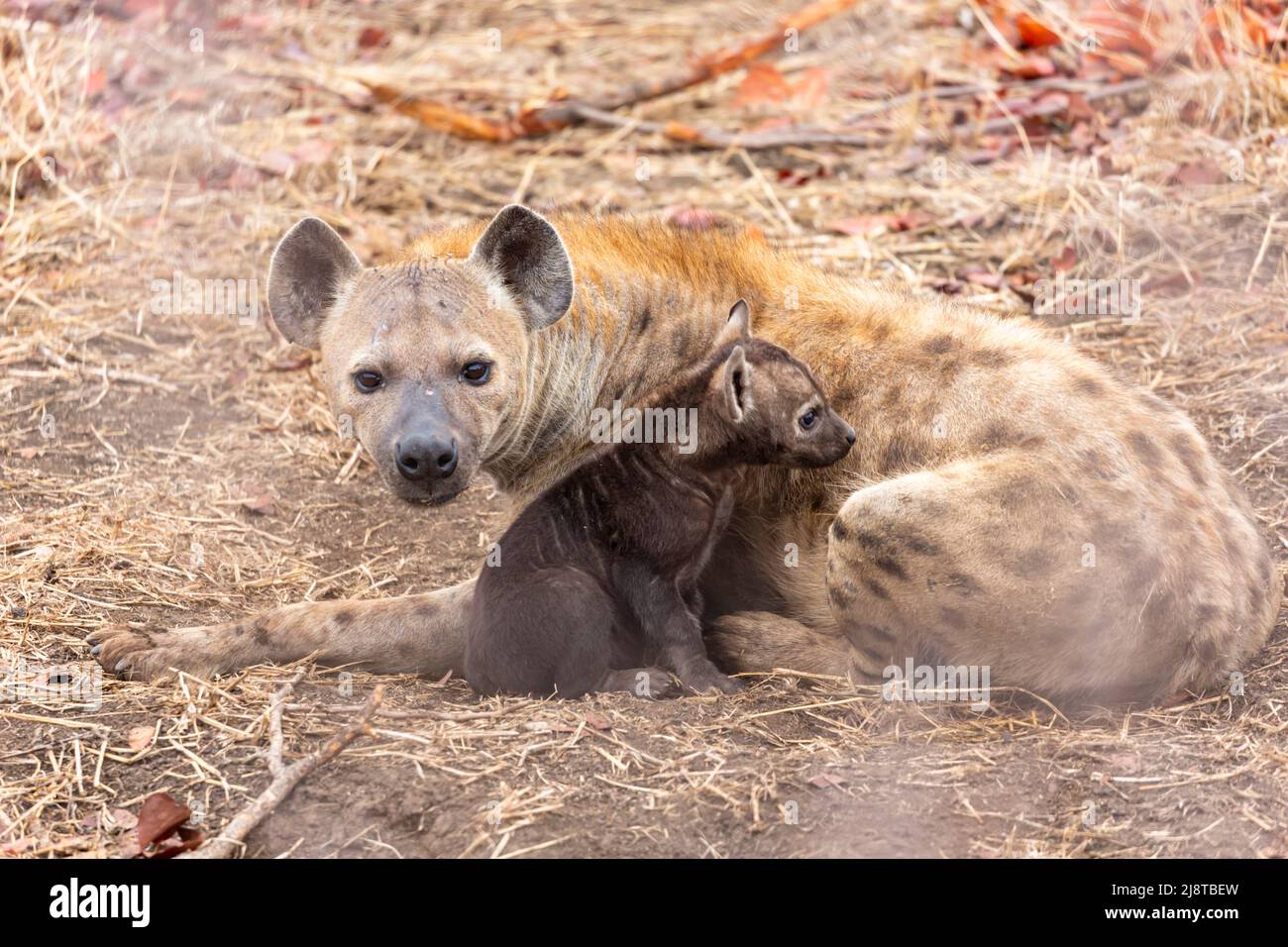 Female spotted hyena with cub Kruger NP South Africa Stock Photo - Alamy