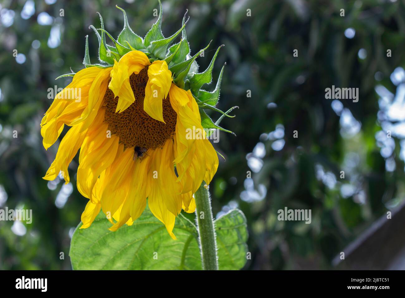Decorative sunflower flowers in the summer garden Stock Photo - Alamy