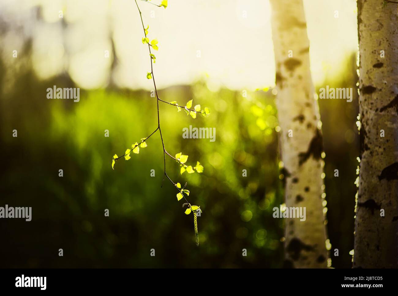 Young green leaves grow on the thin beautiful branches of birch trees ...