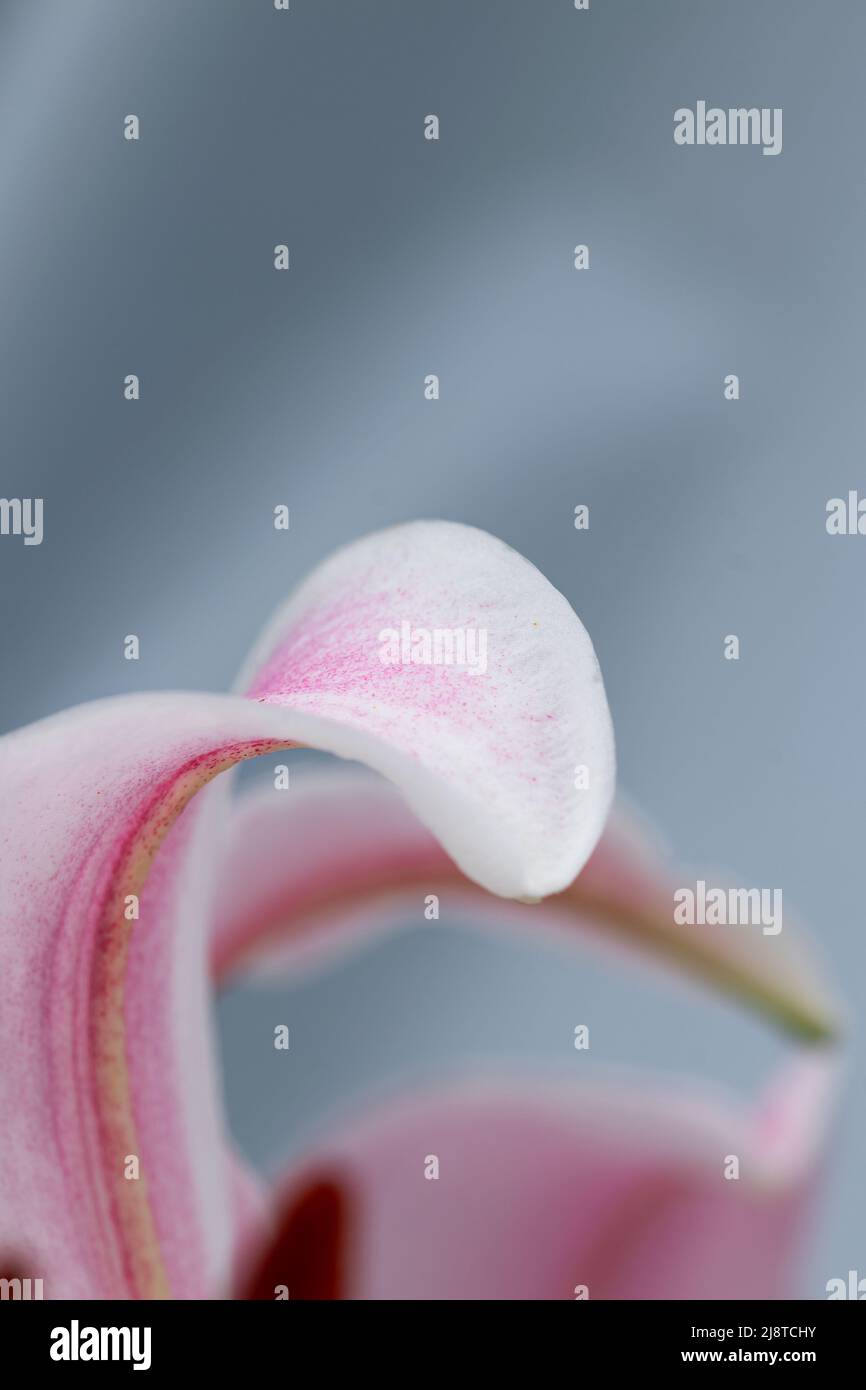 Macro photograph of Lily petals and their beautiful natural forms Stock ... Macro photograph of Lily petals and their beautiful natural forms Stock ...