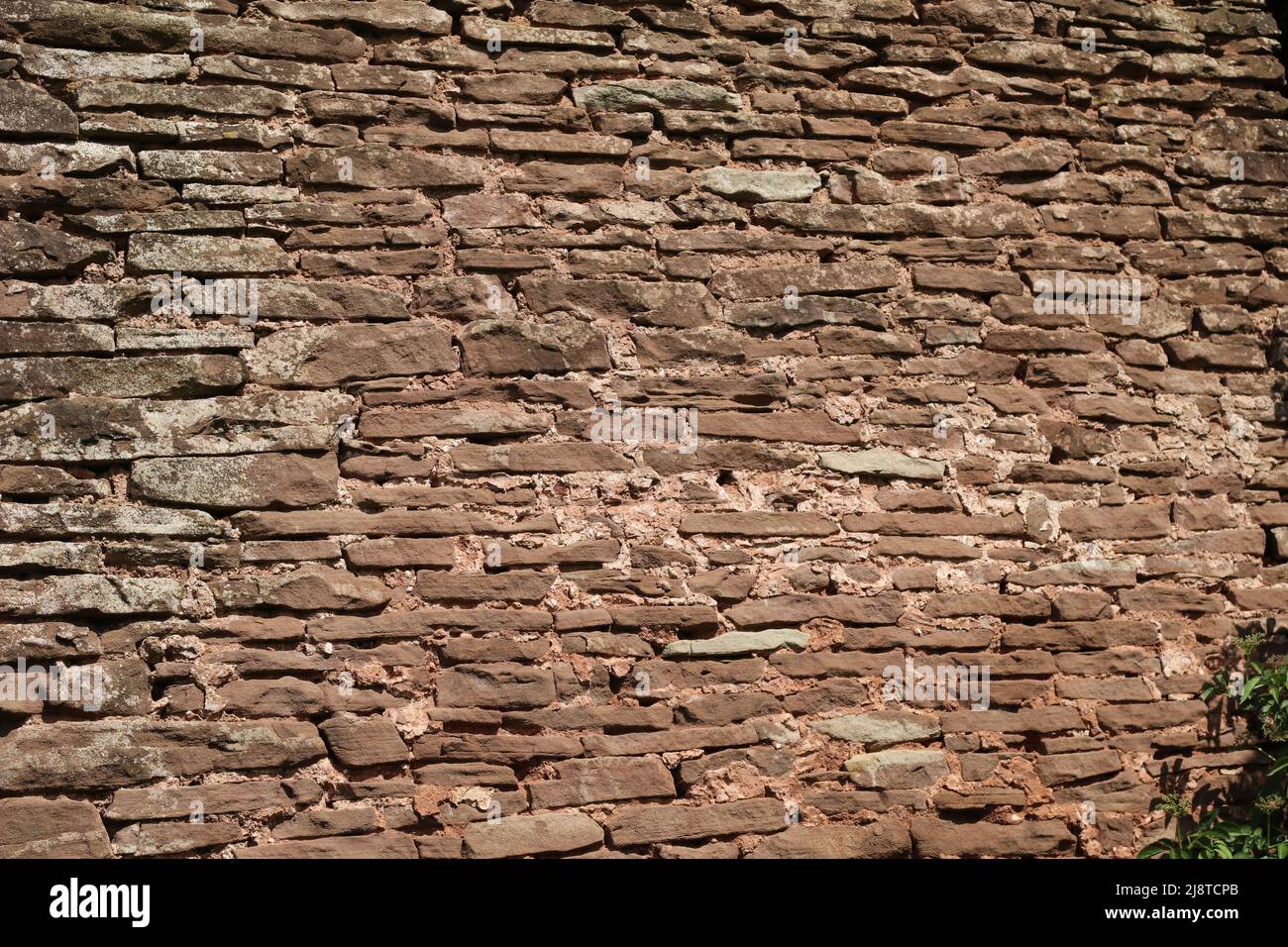 Hereford with stone wall hi-res stock photography and images - Alamy