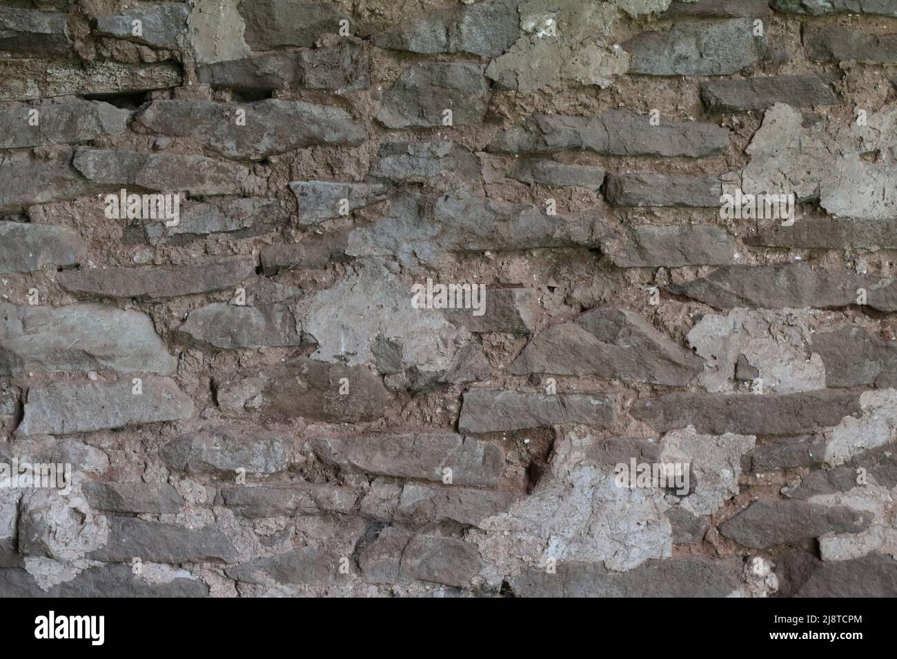Hereford with stone wall hi-res stock photography and images - Alamy