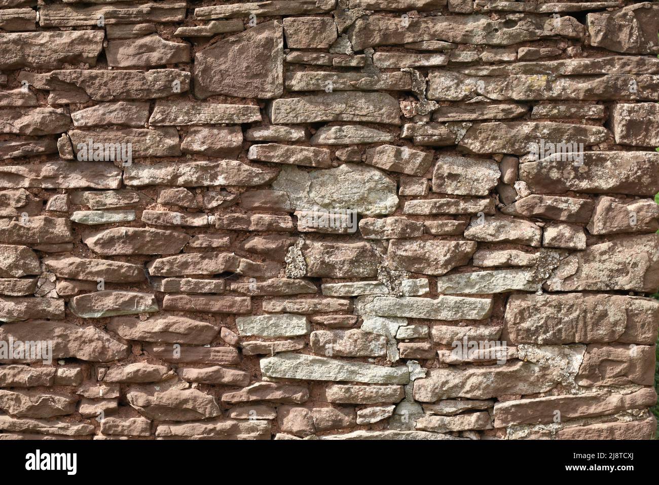 Hereford with stone wall hi-res stock photography and images - Alamy