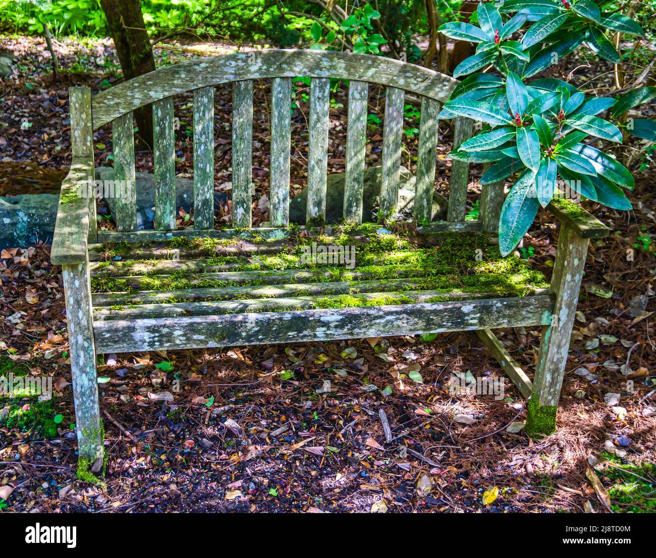 A woodend bench at an arboretum in South Seattle, Washington Stock ...