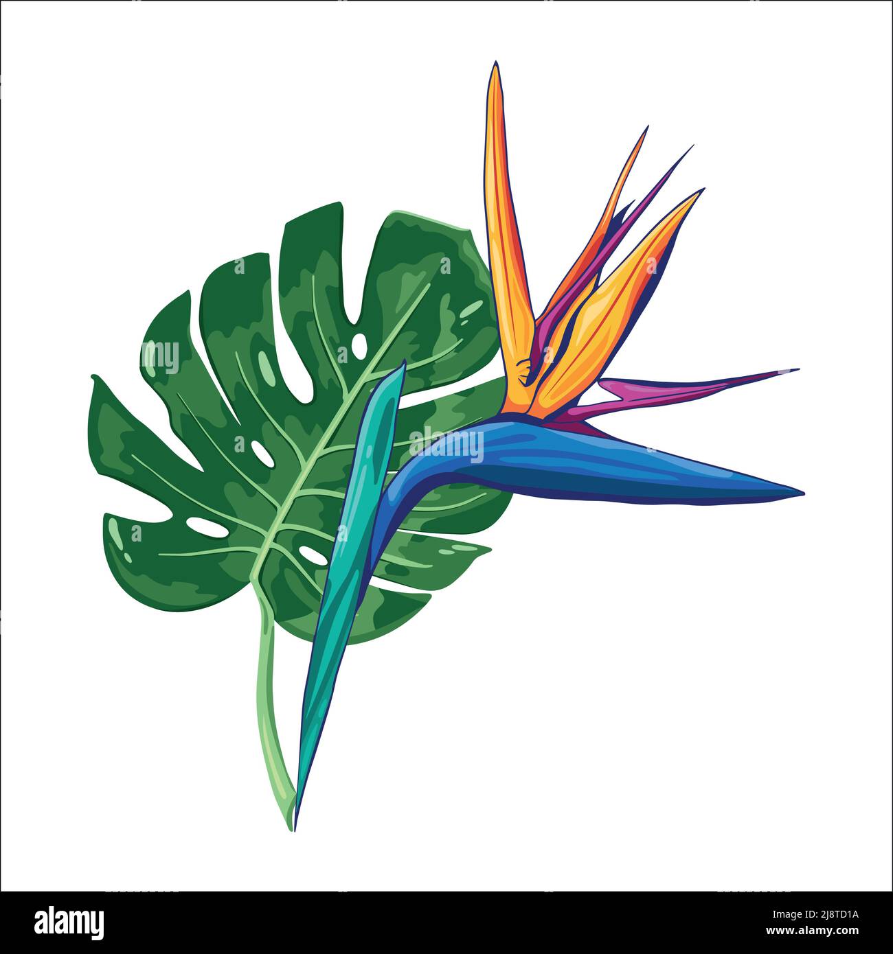 Big Green Monstera Leave and Bird of Paradise Flower Strelitzia Stock ...