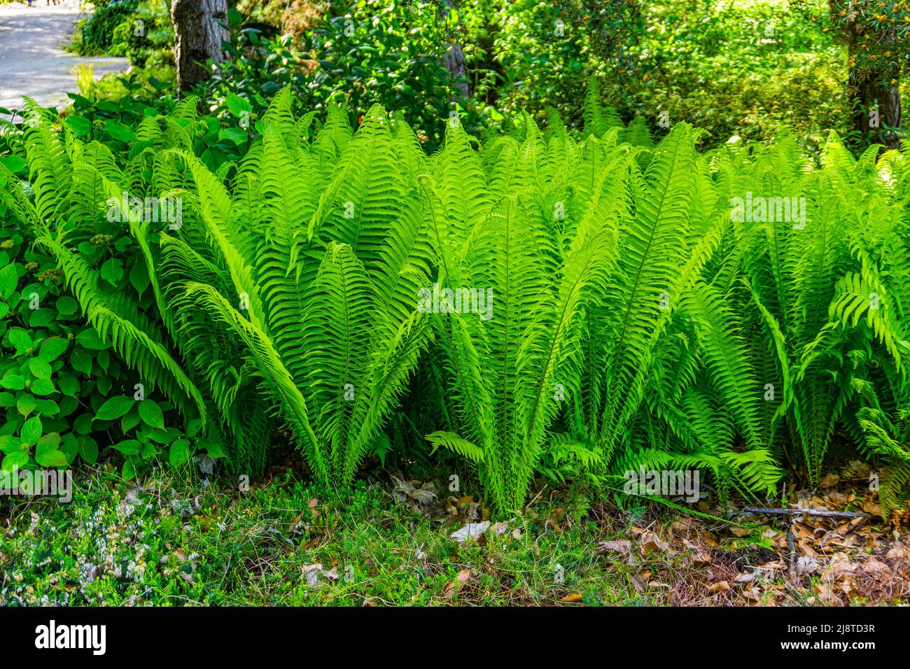 Ferns at an arboretum in South Seattle, Washington Stock Photo - Alamy