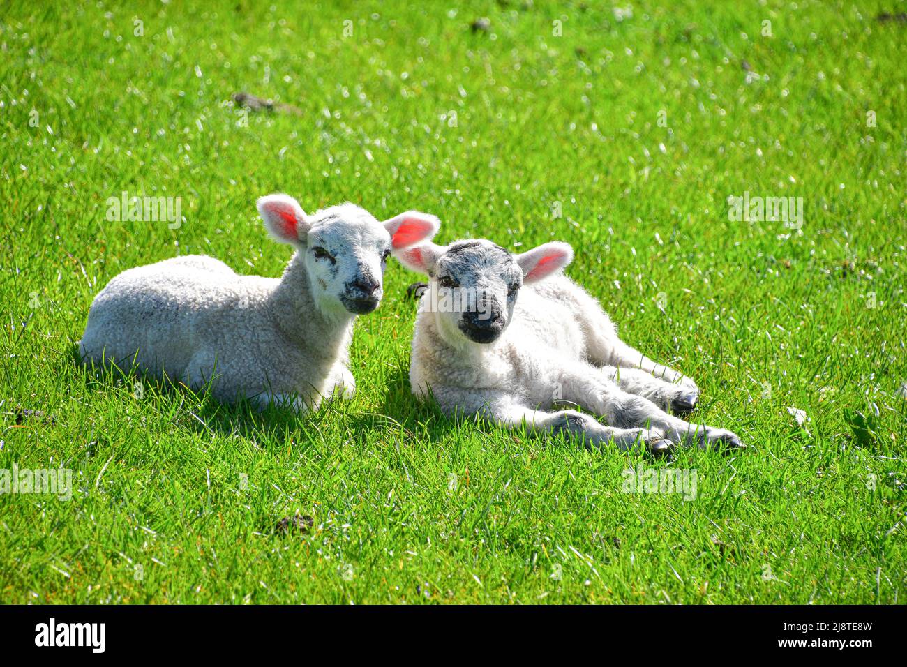 Cheeky lamb hi-res stock photography and images - Alamy