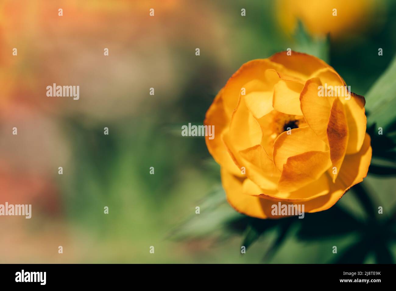 Yellow globe flower the sun rays close-up against blurred background ...