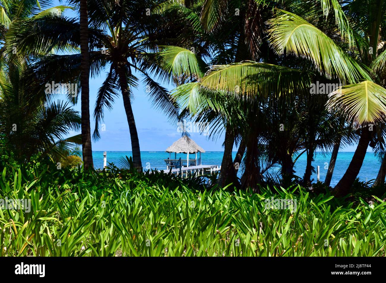 A pier and palapa seen through palm trees and tropical greenery in San ...