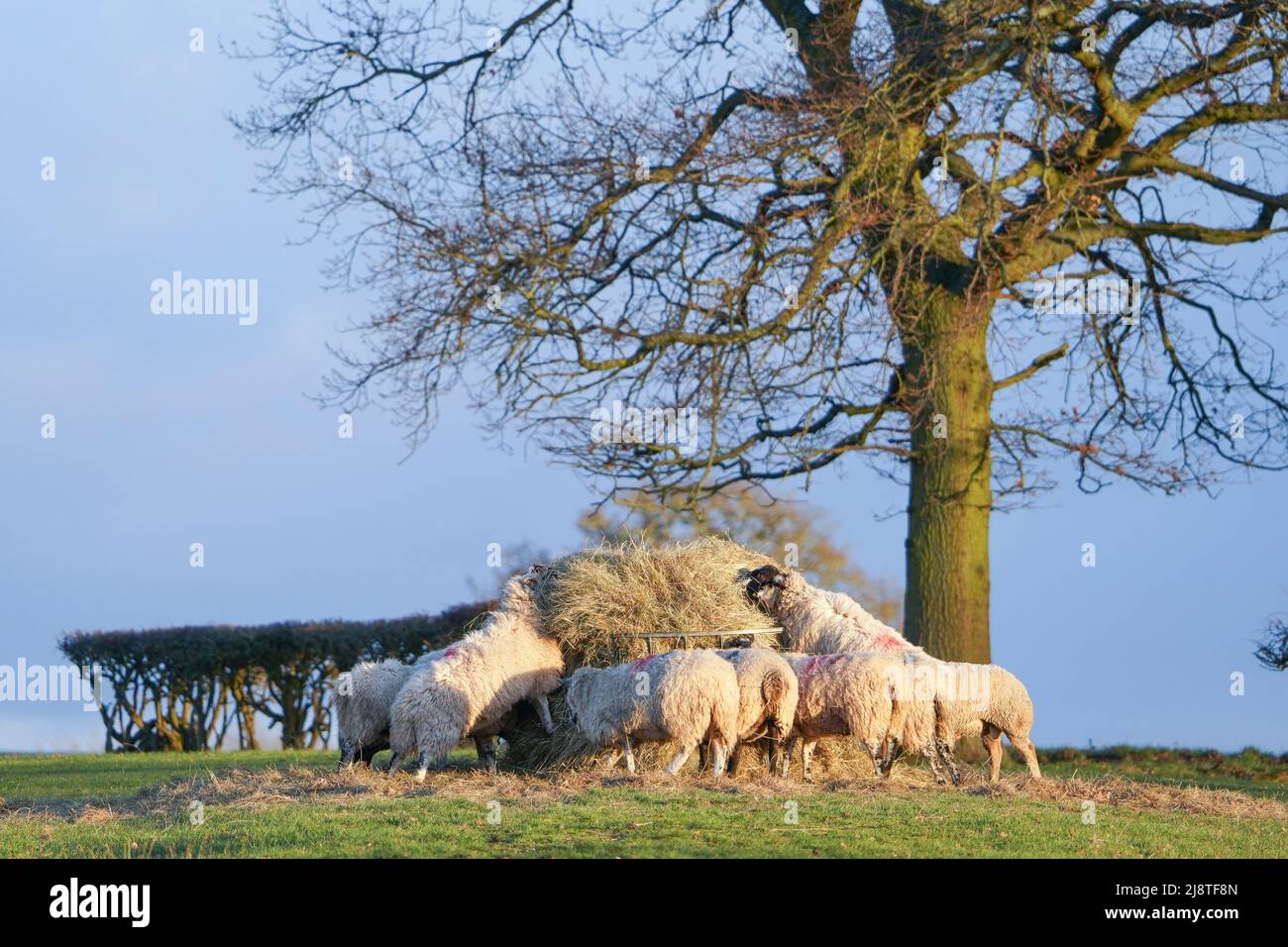 Multiple sheep feeding from a farmers feeding pen on a sunny winters ...