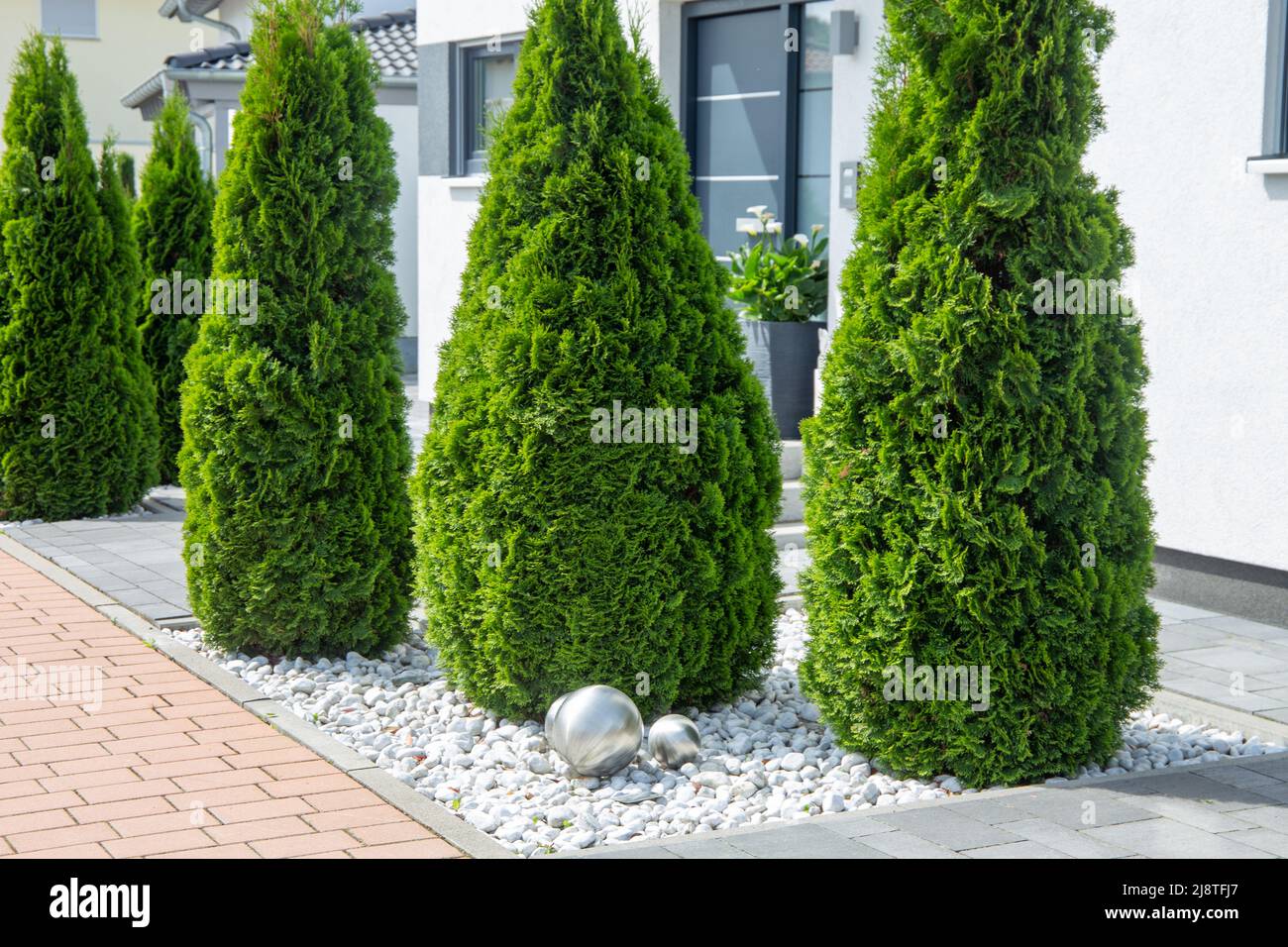 Modern and well-kept front garden with thuja trees Stock Photo - Alamy