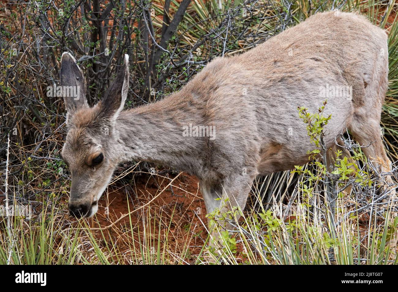 The Rocky Mountain Mule Deer is a beautiful species with large ears and ...