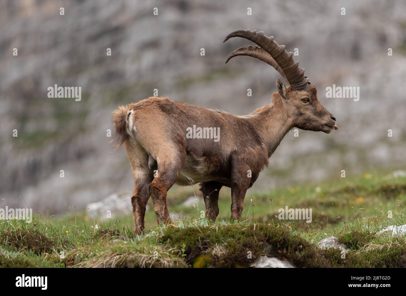 Steinbock symbol hi-res stock photography and images - Alamy