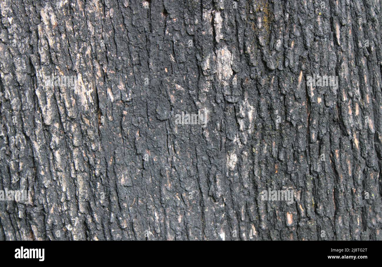 Maple bark texture hi-res stock photography and images - Alamy