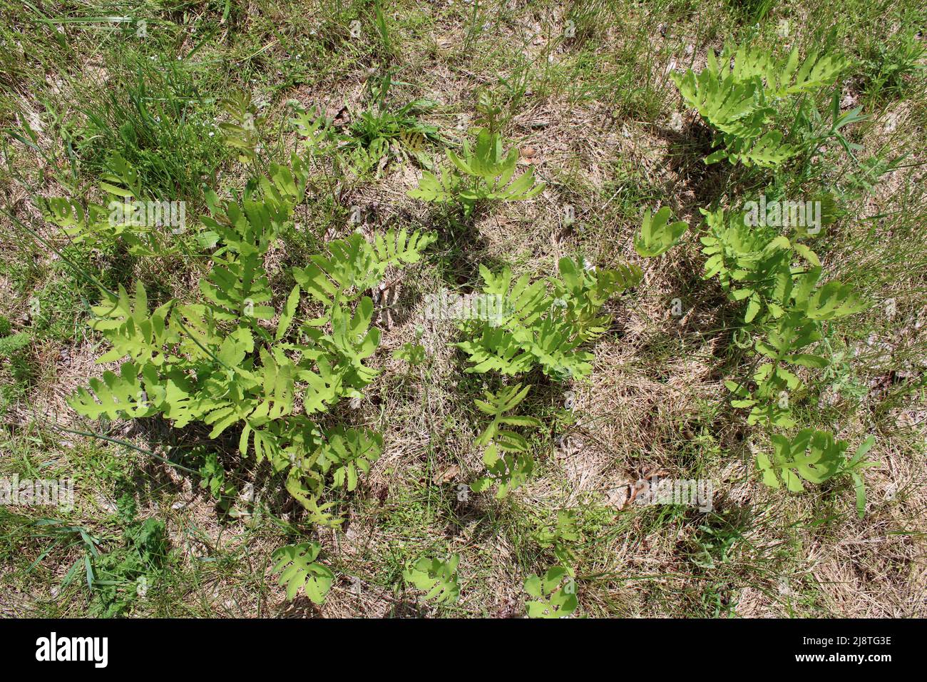 A Top View of Sensitive Ferns Growing in a Field Stock Photo - Alamy