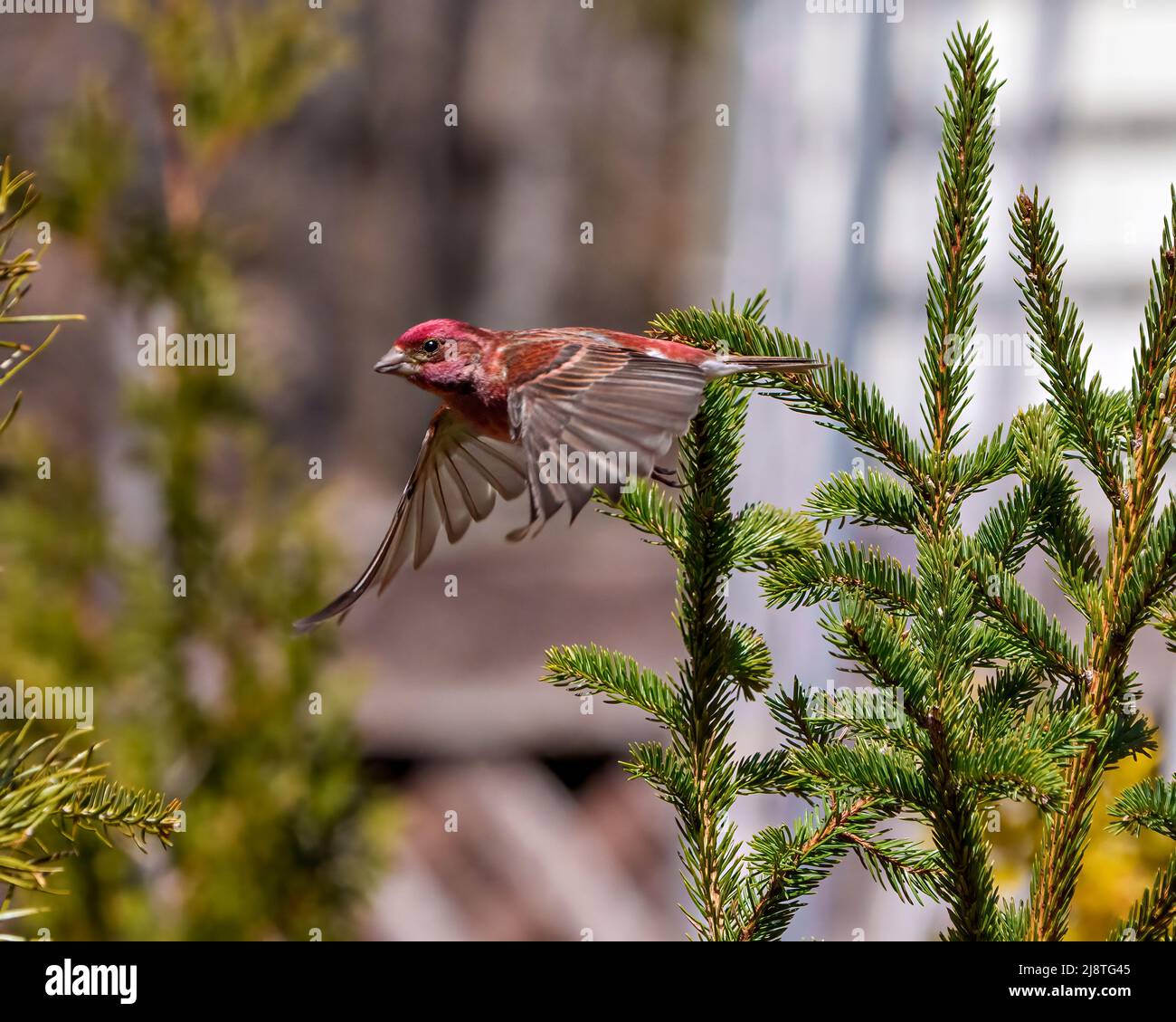 Finch male flying with its beautiful red colour spread wings with a ...