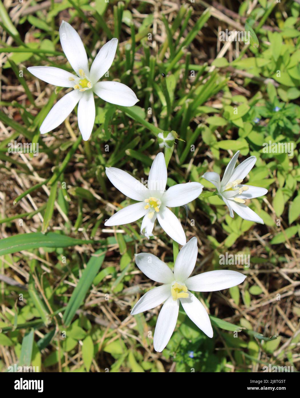 Star of bethlehem flowers hi-res stock photography and images - Alamy