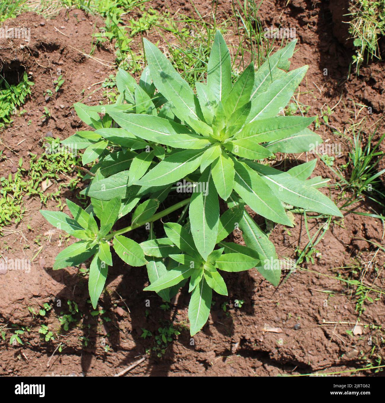A Wild Evening Primrose Plant Stock Photo - Alamy