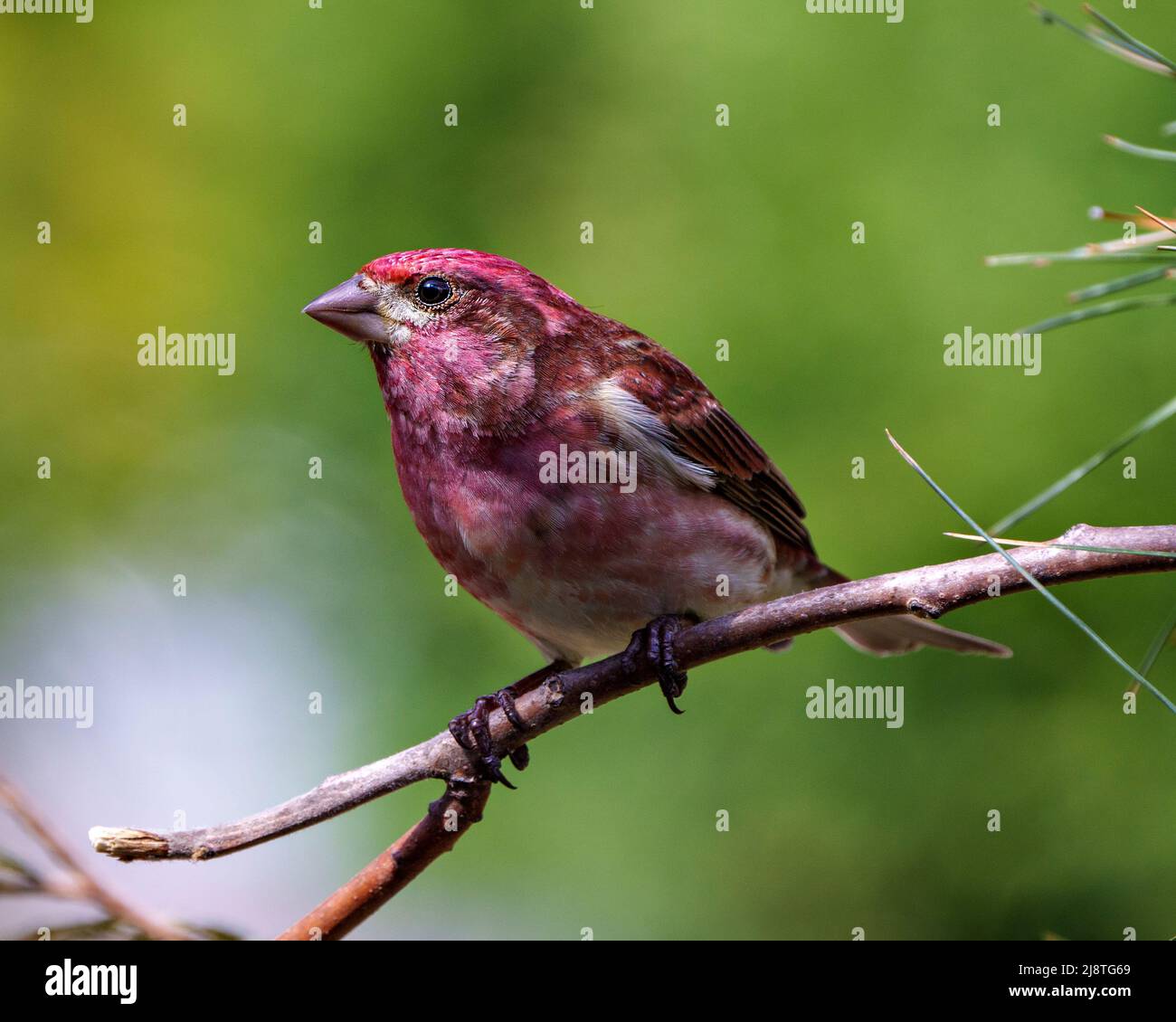 Purple Finch close-up profile view, perched on a branch displaying red ...