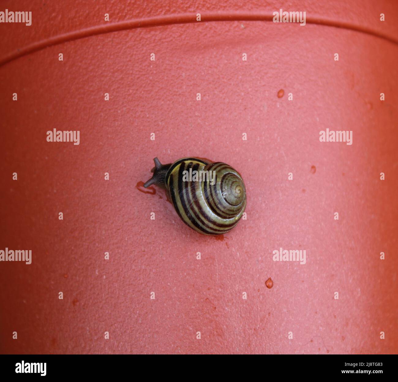 Pretty snail shell hi-res stock photography and images - Alamy