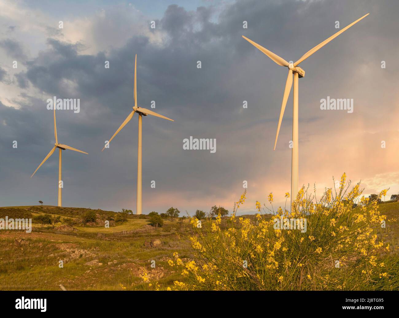 Beautiful wind turbine in the countryside in the time of sunset ...