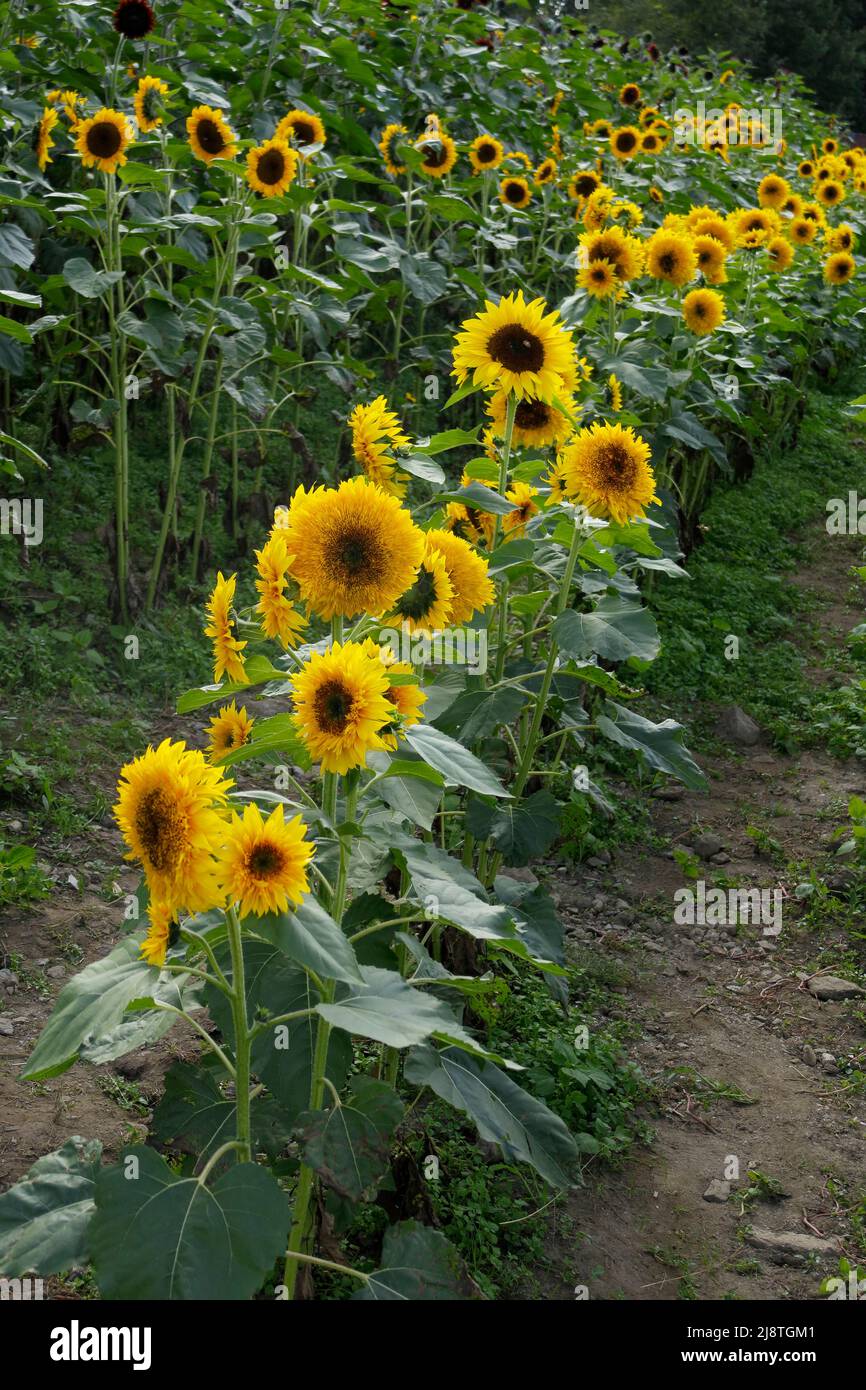 Row of sunflowers in a sunflower farm Stock Photo - Alamy