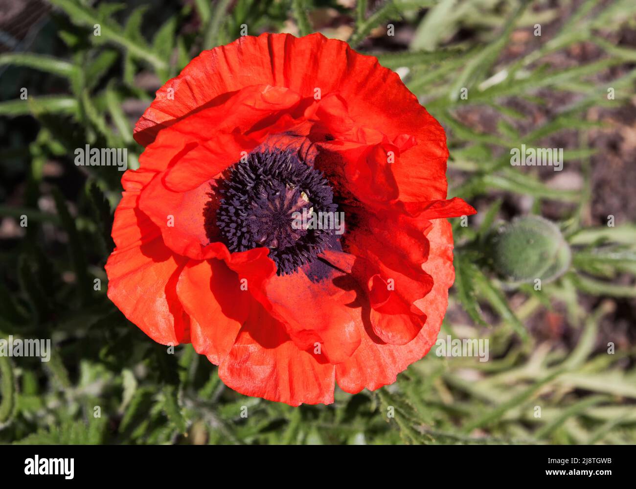 Iran plant hi-res stock photography and images - Alamy