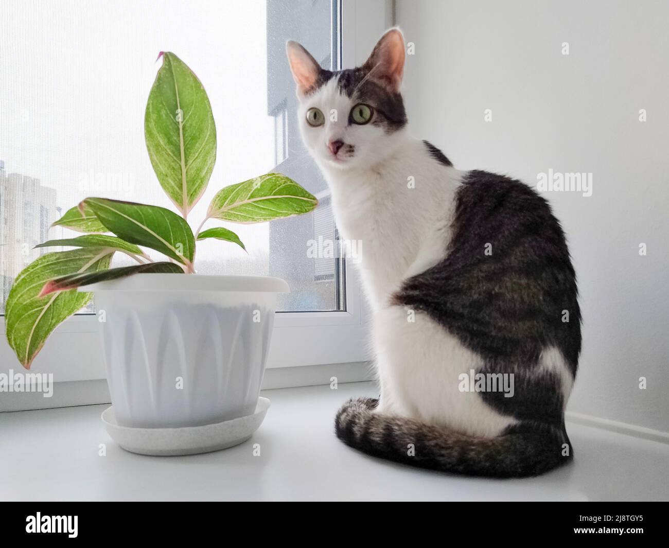 Kitten on window sill hi-res stock photography and images - Alamy