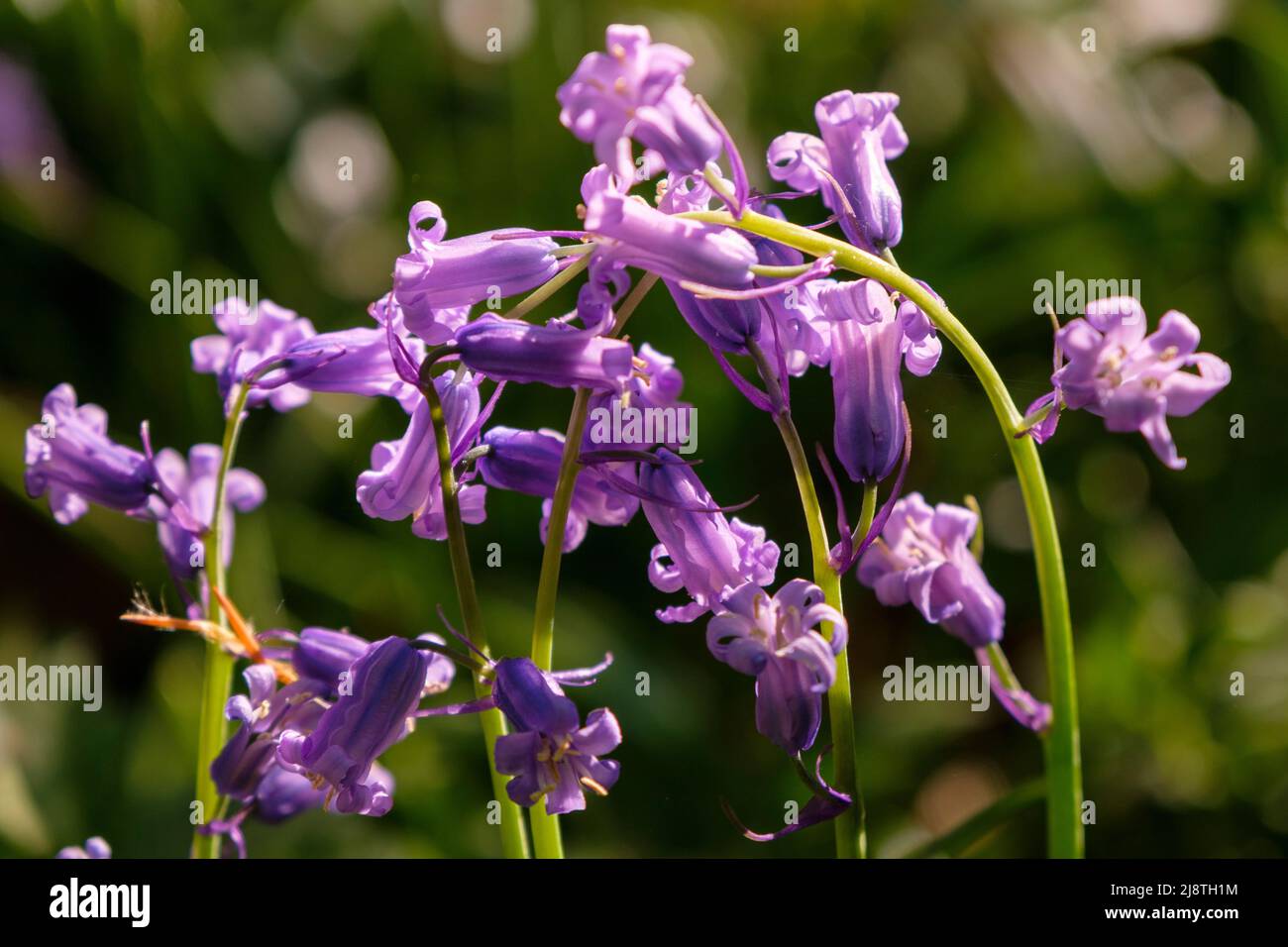 Jacinthe hyacinthus hyacinth hi-res stock photography and images - Alamy