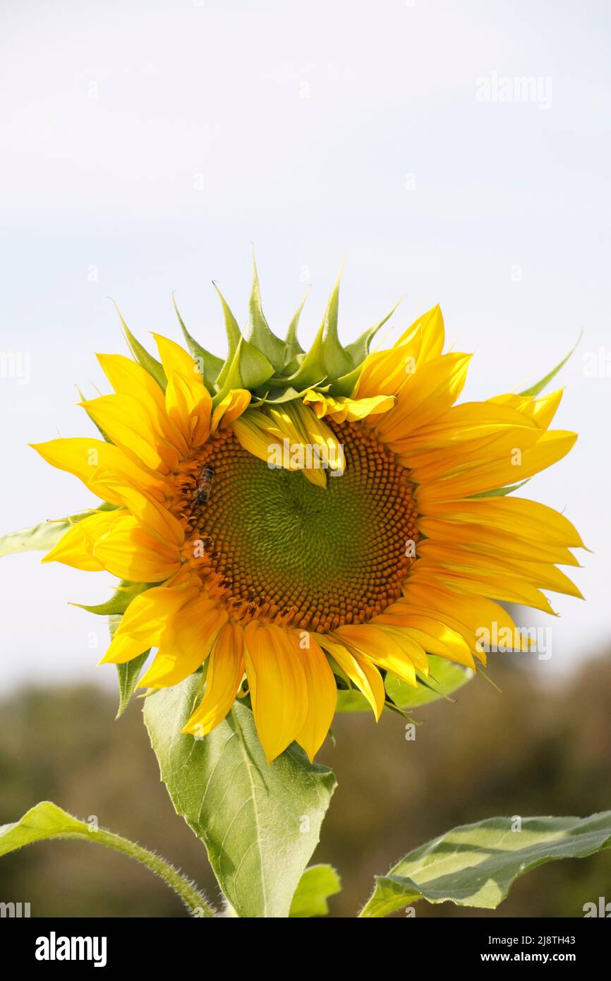 Sunflower close-up in a field of sunflowers with an overcast sky Stock ...