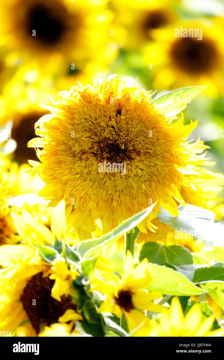 Sunflower close-up with soft focus sunflower background Stock Photo - Alamy