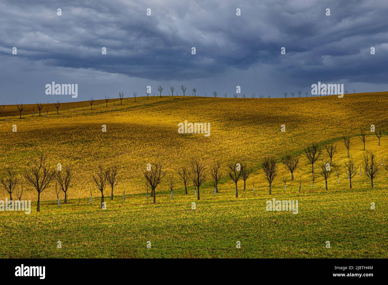 romantic undulating landscape, green fields of grain, dramatic sky ...