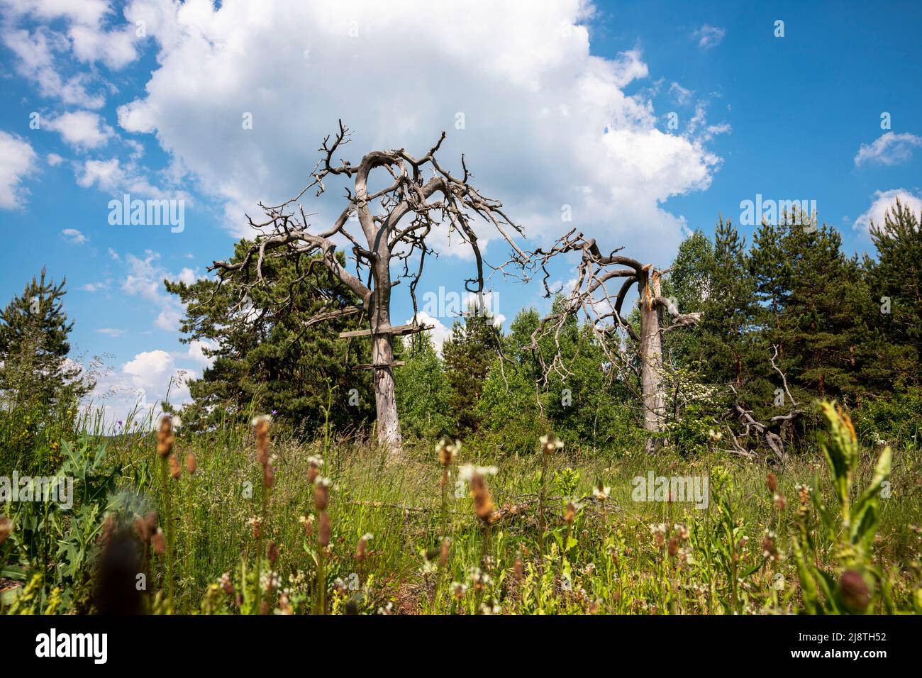 Old creepy tree in the forest Stock Photo - Alamy