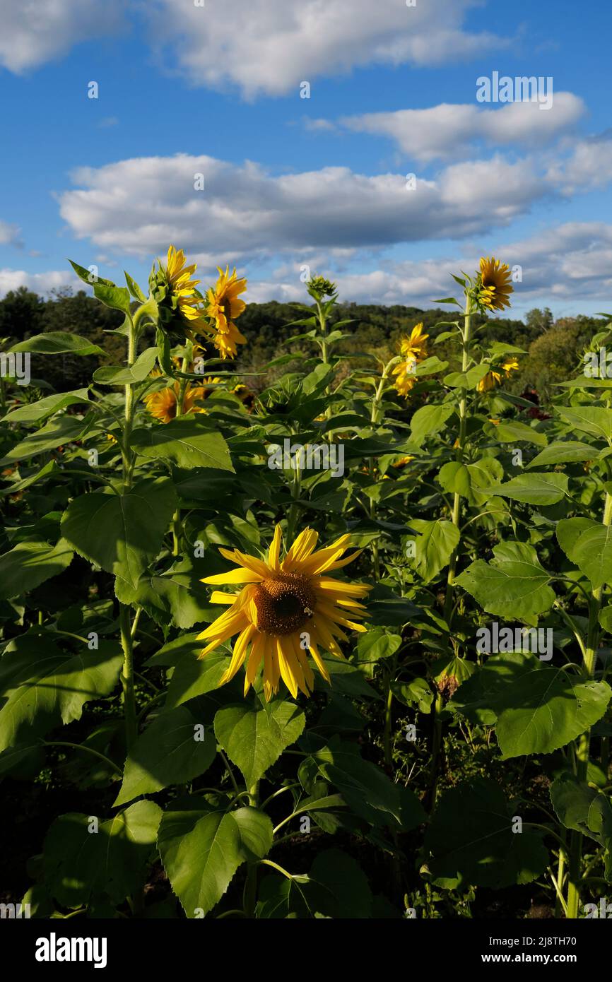 Sunflower close-ups in a field of sunflowers with blue sky and clouds ...