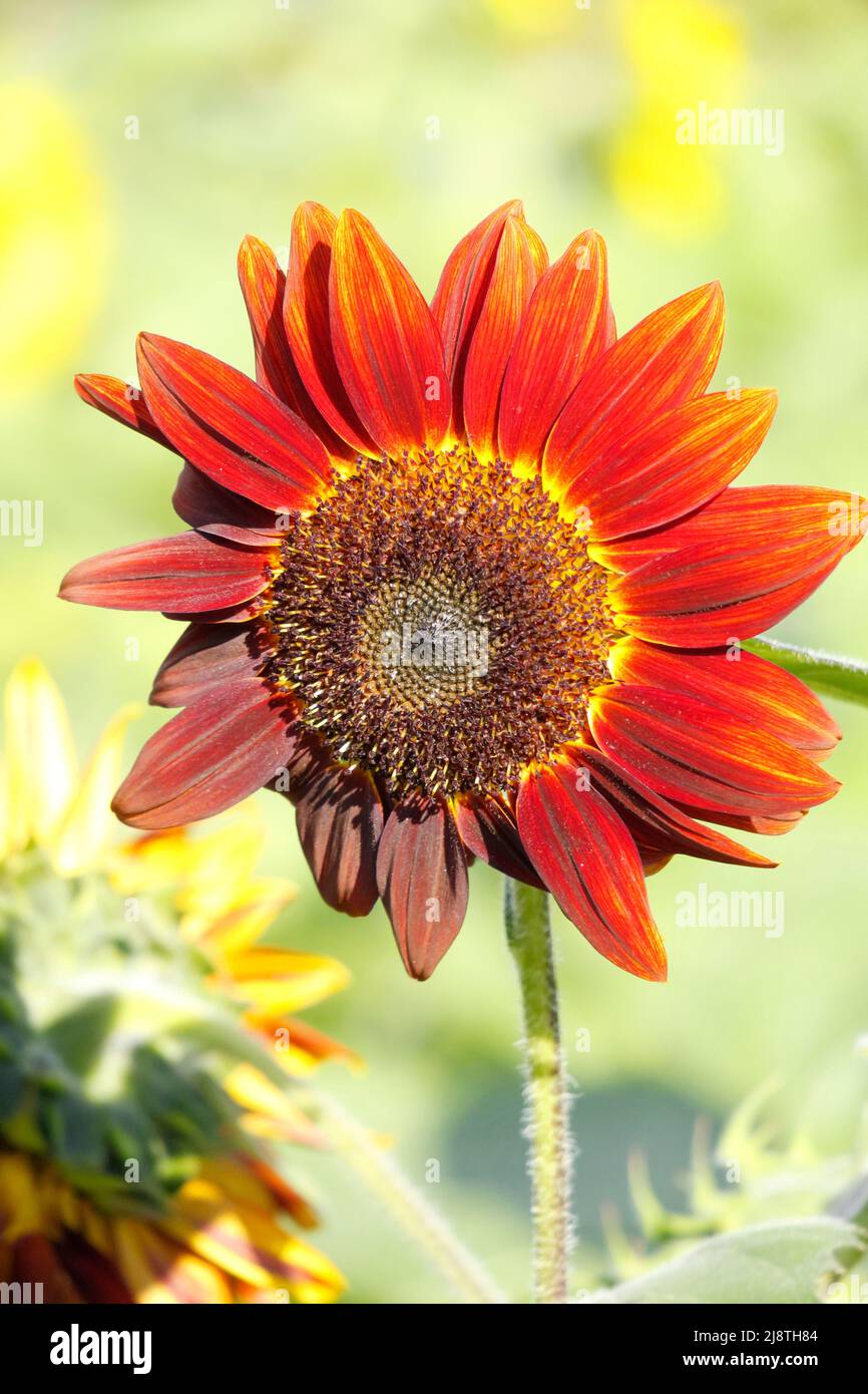 Red sunflower closeup with a soft focus background Stock Photo - Alamy