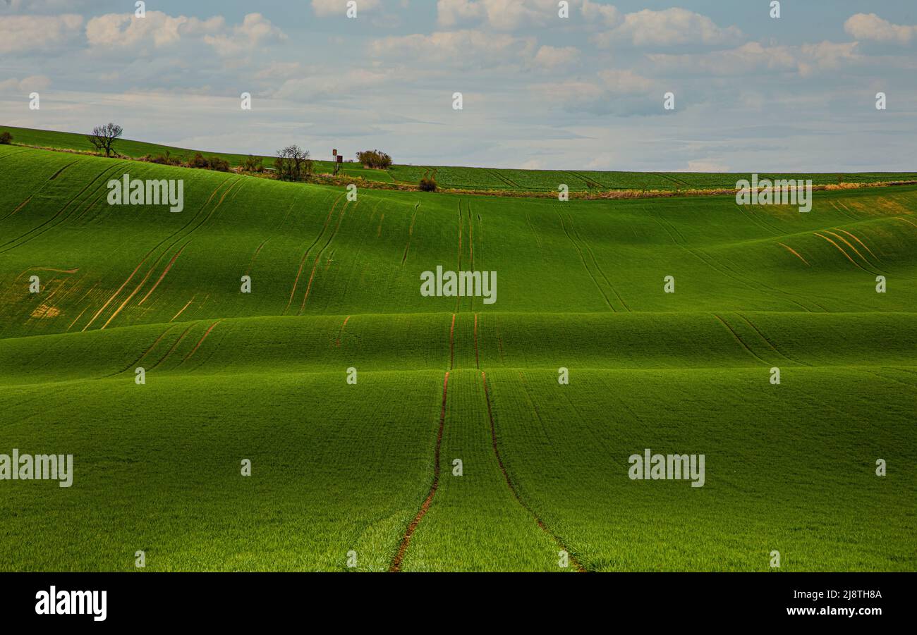 romantic undulating landscape, green fields of grain, dramatic sky ...