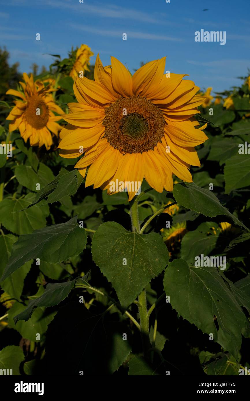 The best sunflower photo hi-res stock photography and images - Alamy
