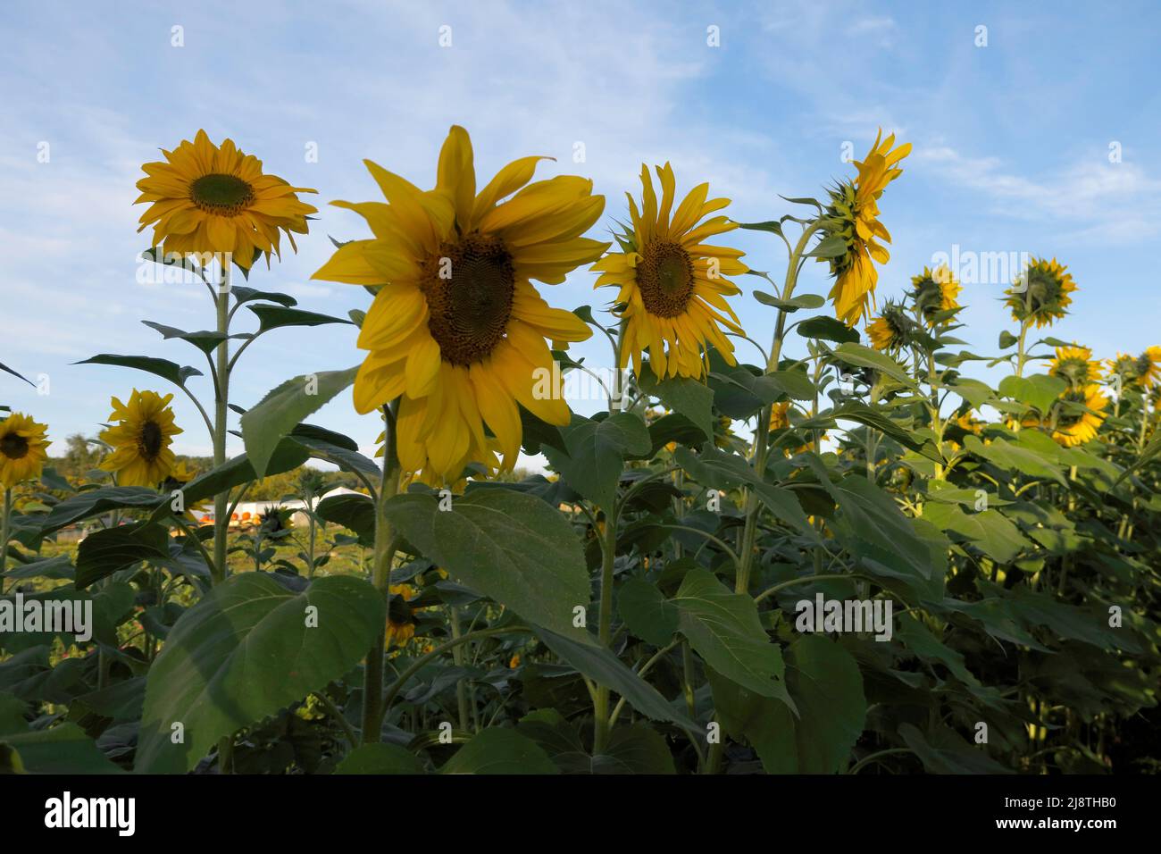Sunflower close-ups in a field of sunflowers with a blue sky Stock ...
