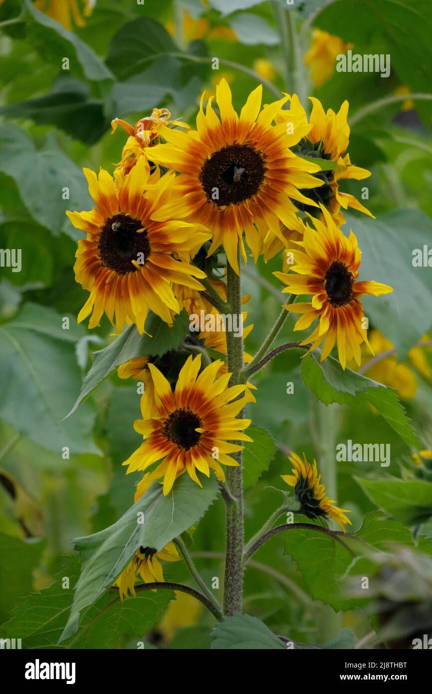 Group of sunflowers with honeybees in a field of sunflowers Stock Photo ...